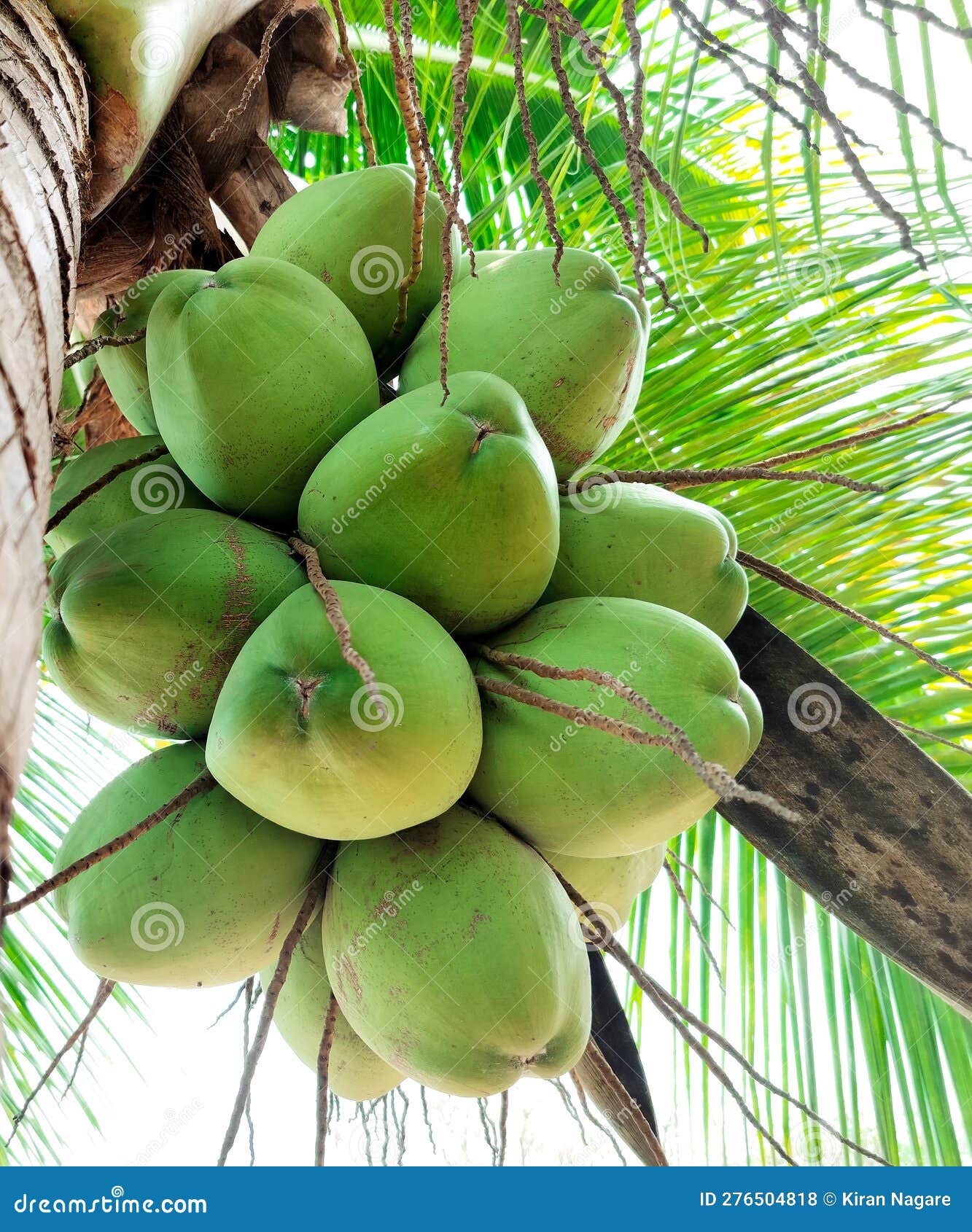 Fresh Coconut on the Tree, Coconut Cluster on Coconut Tree Stock Photo ...