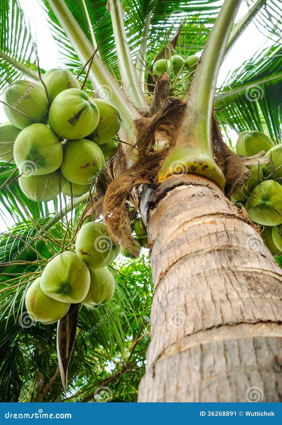Fresh Coconut Tree in Garden Stock Image - Image of culture, coconut ...