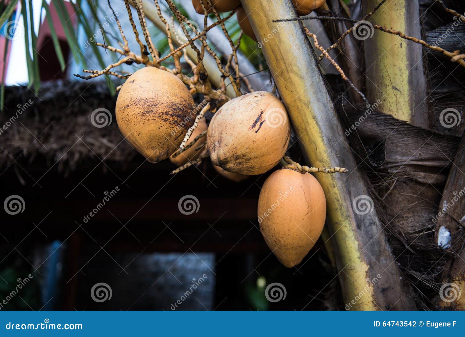 Fresh Coconut on Tree stock photo. Image of bunch, nutrition - 64743542
