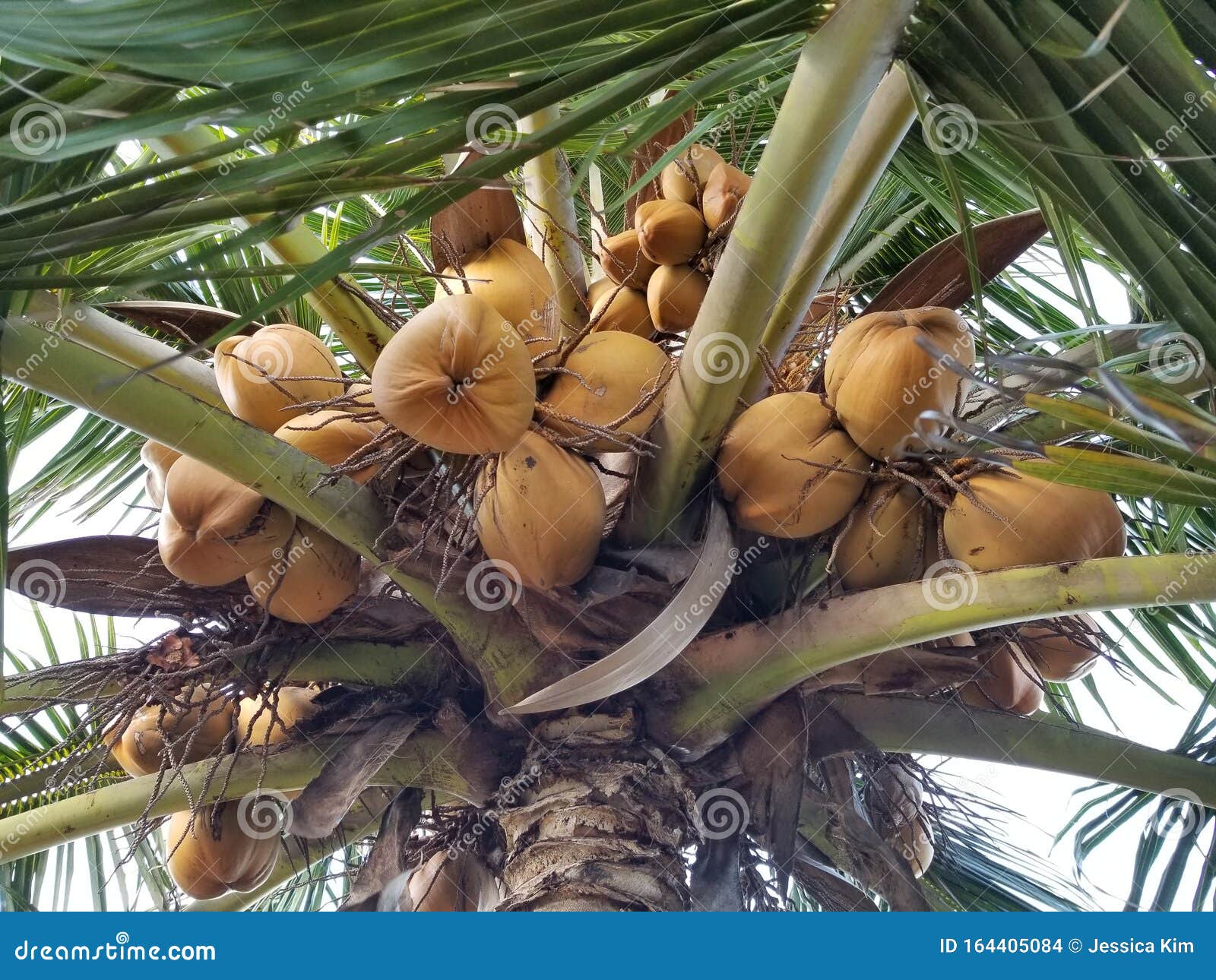 Fresh Coconuts in Coconut Tree Stock Photo - Image of tree, hawaii ...