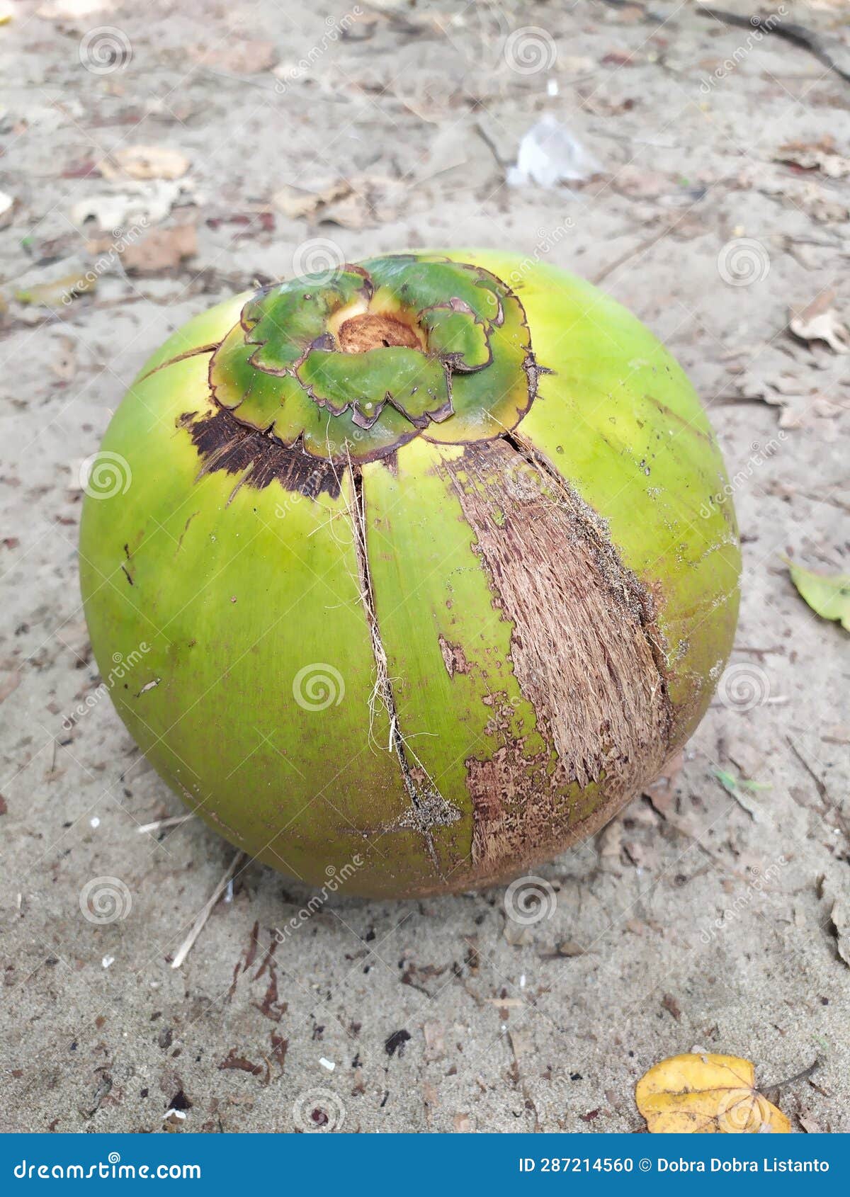 Fresh Coconuts Fall Straight from the Tree Stock Photo - Image of ...