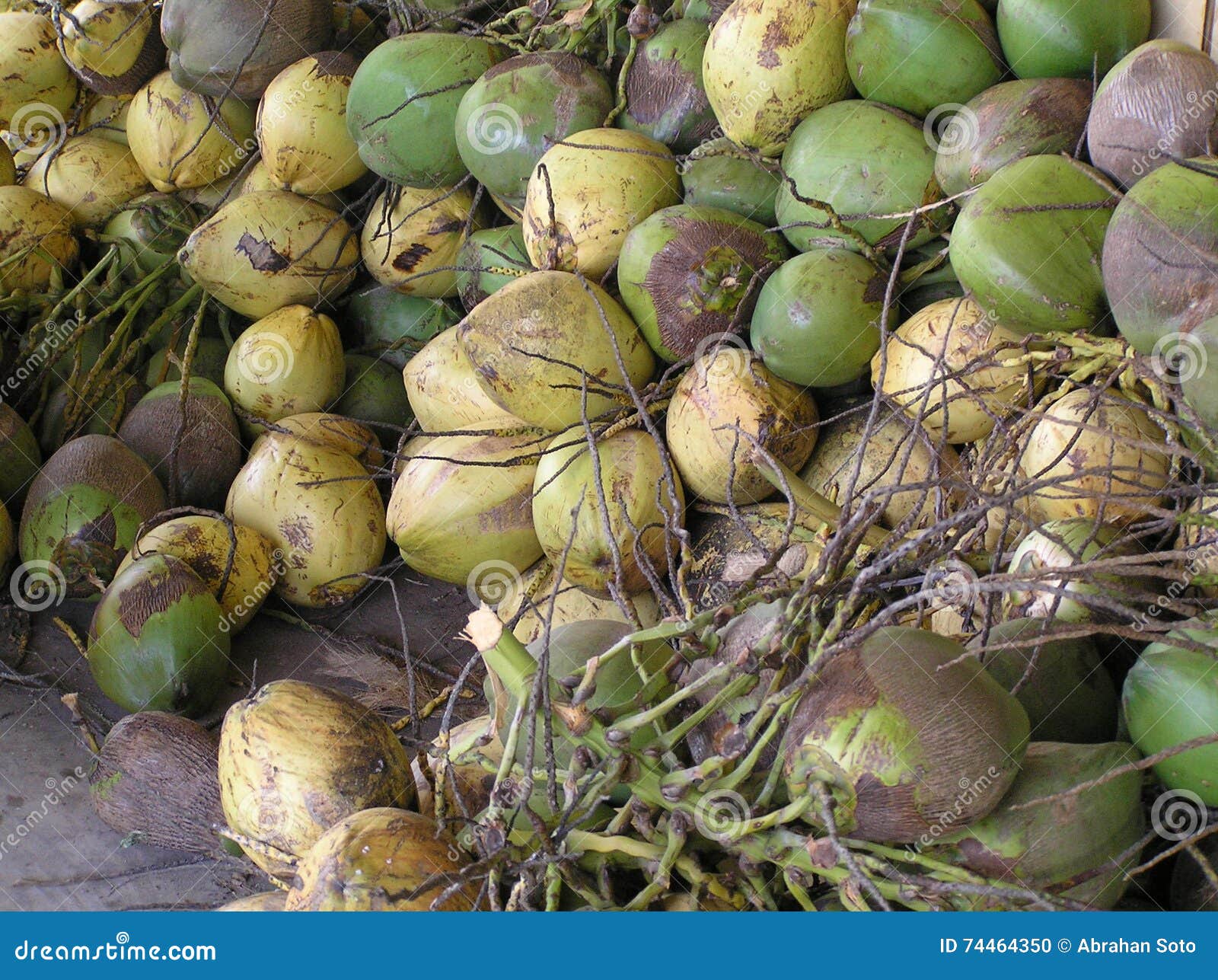 Fresh Coconuts, Puerto Rico Stock Photo - Image of island, food: 74464350
