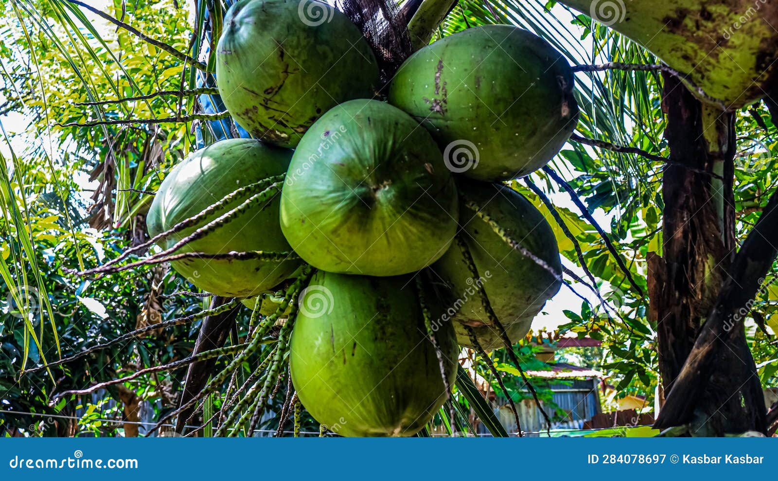 Fresh coconuts on a tree stock image. Image of tropical - 284078697