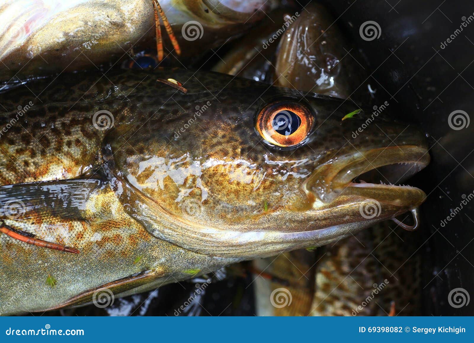 Fresh cod caught stock photo. Image of catch, caught - 69398082