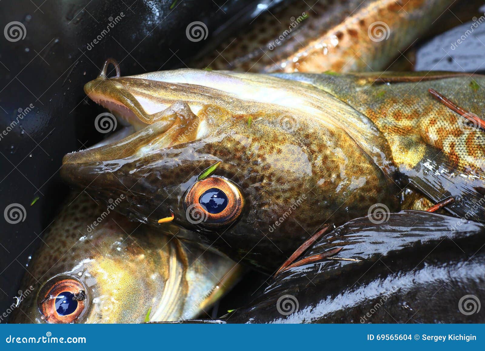 Fresh cod caught stock photo. Image of fishing, catch - 69565604