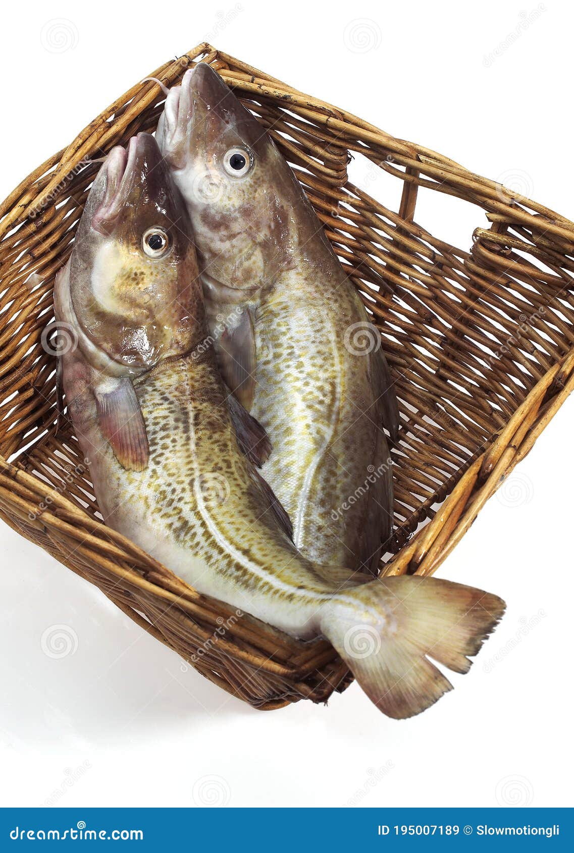 FRESH COD Gadus Morhua in a BASKET Stock Image - Image of life, morhua ...