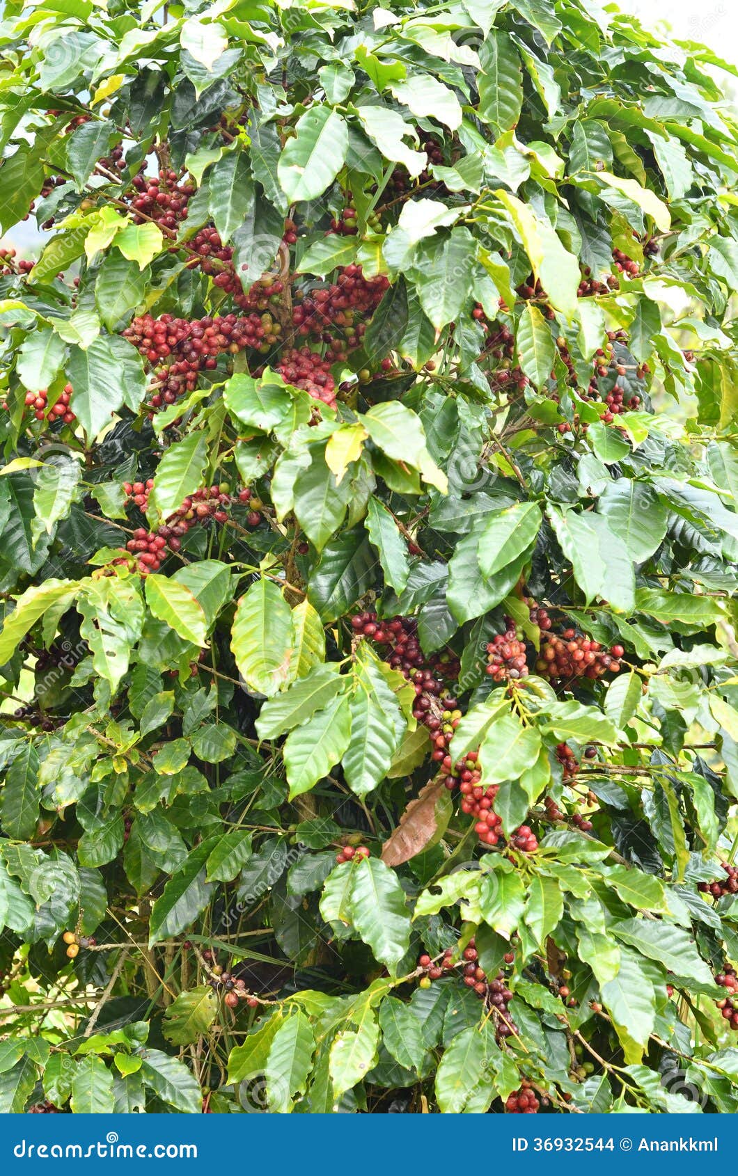 Fresh coffee bean on tree stock photo. Image of growth - 36932544