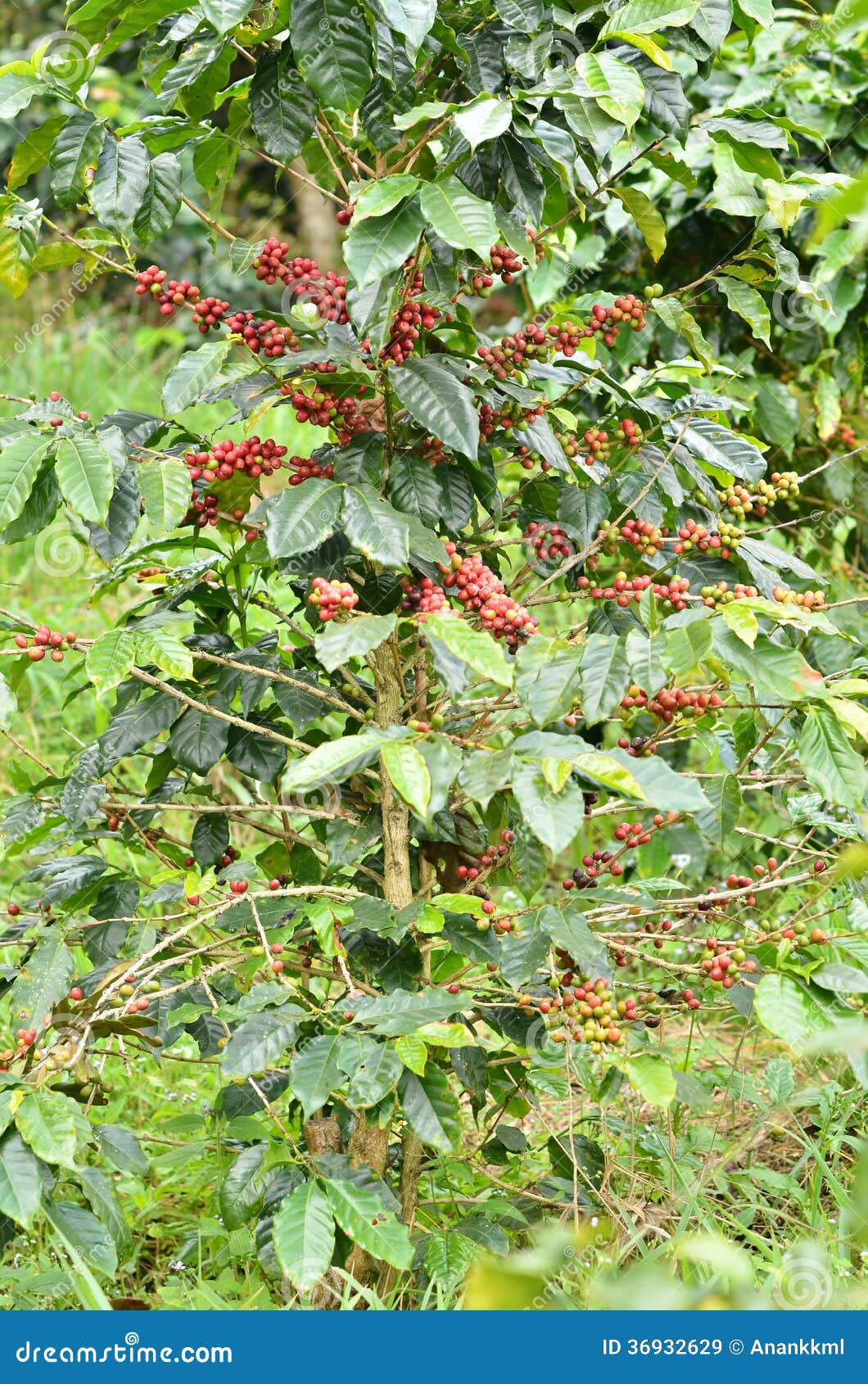 Fresh coffee bean on tree stock image. Image of plant - 36932629