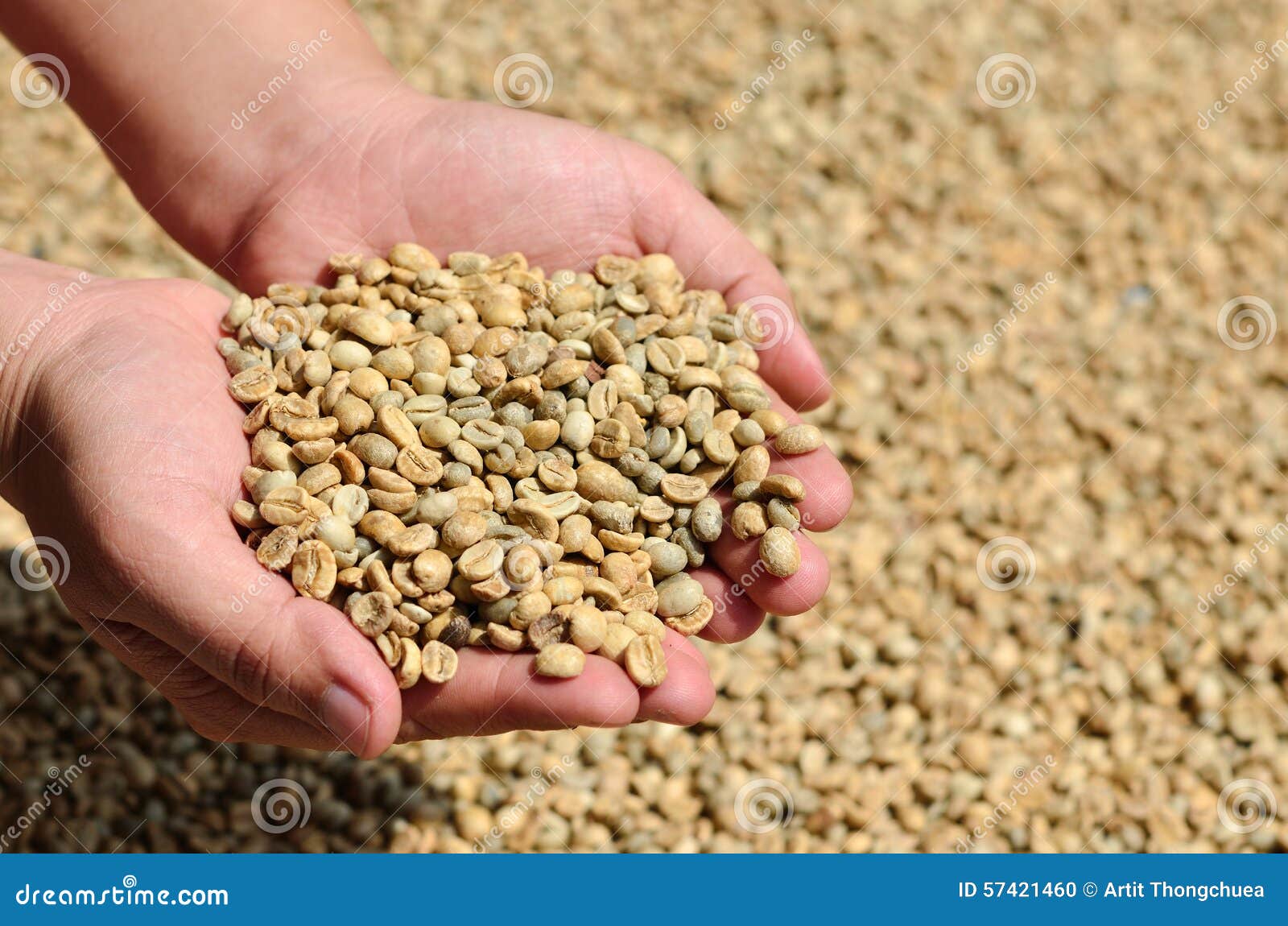 Fresh Coffee Beans in the Hands Stock Photo - Image of natural, handful ...
