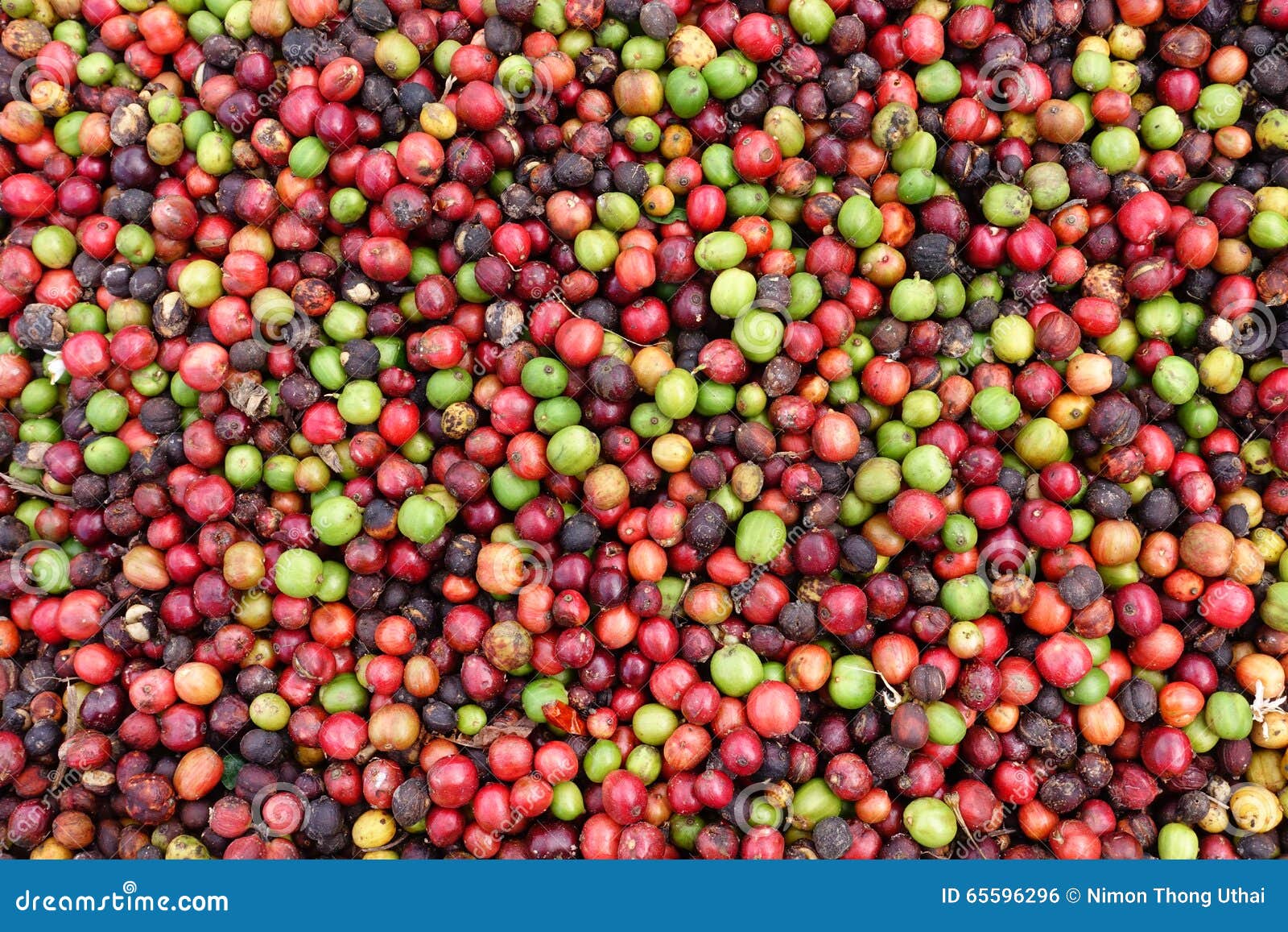 Fresh Coffee Beans before Roast Stock Photo - Image of aroma, java ...