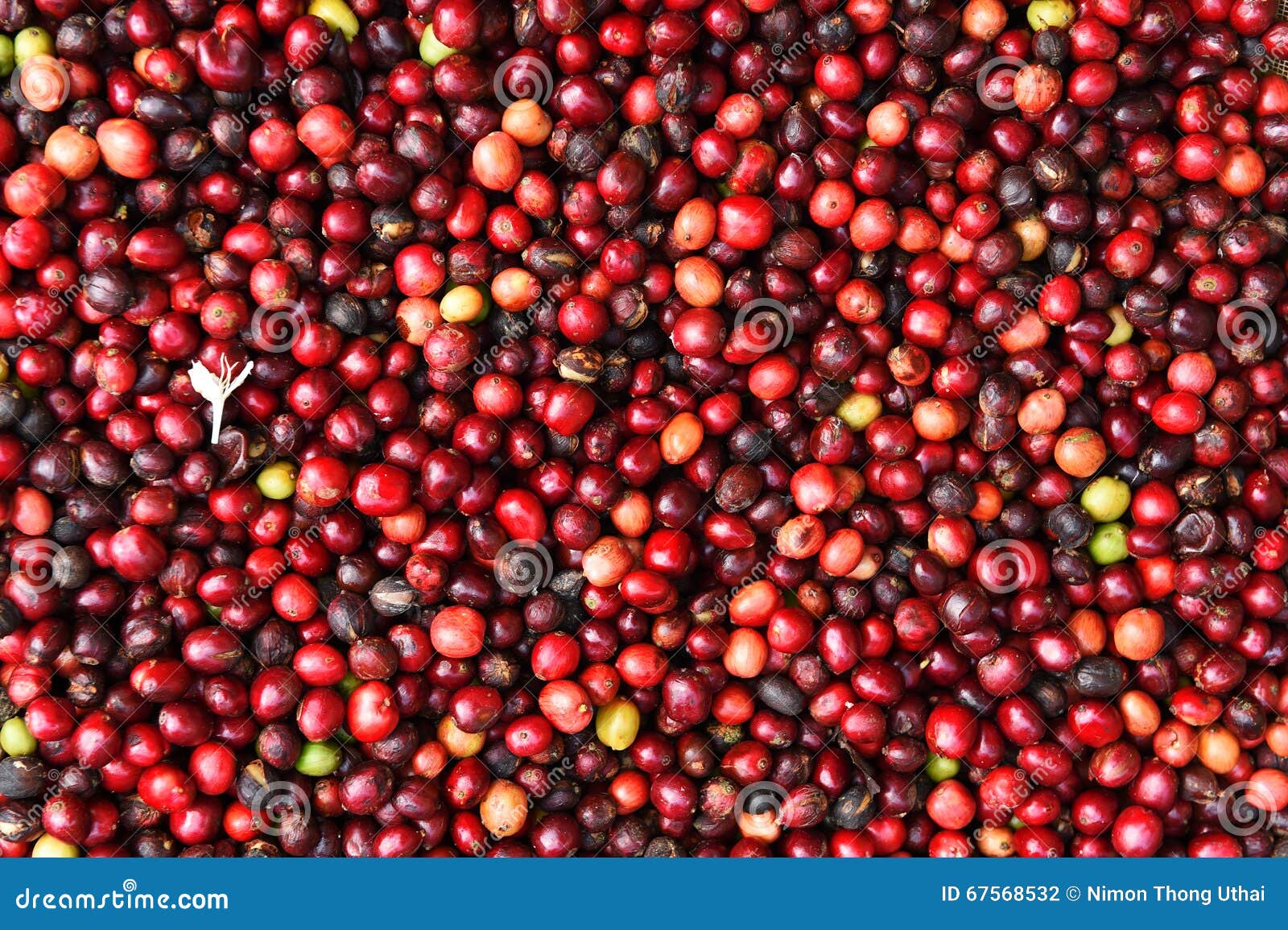 Fresh Coffee Beans before Roast Stock Photo - Image of farm, harvest ...