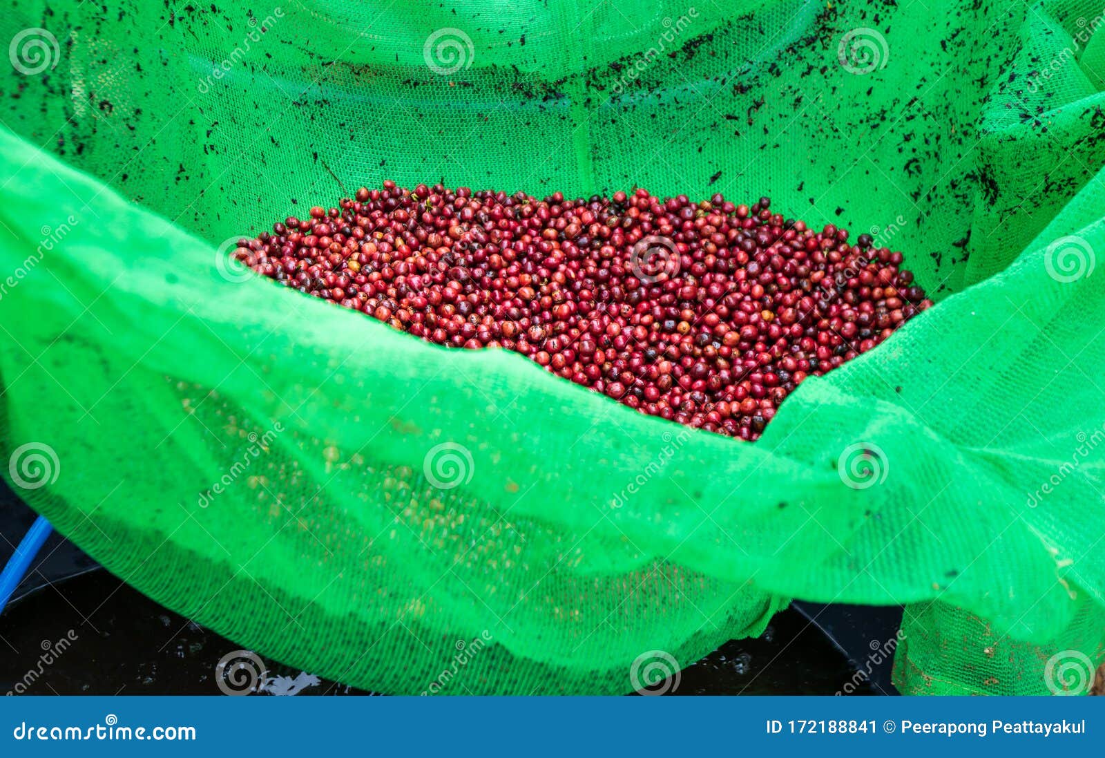 Fresh Coffee Beans Washing Wet Process.natural Stock Image - Image of ...