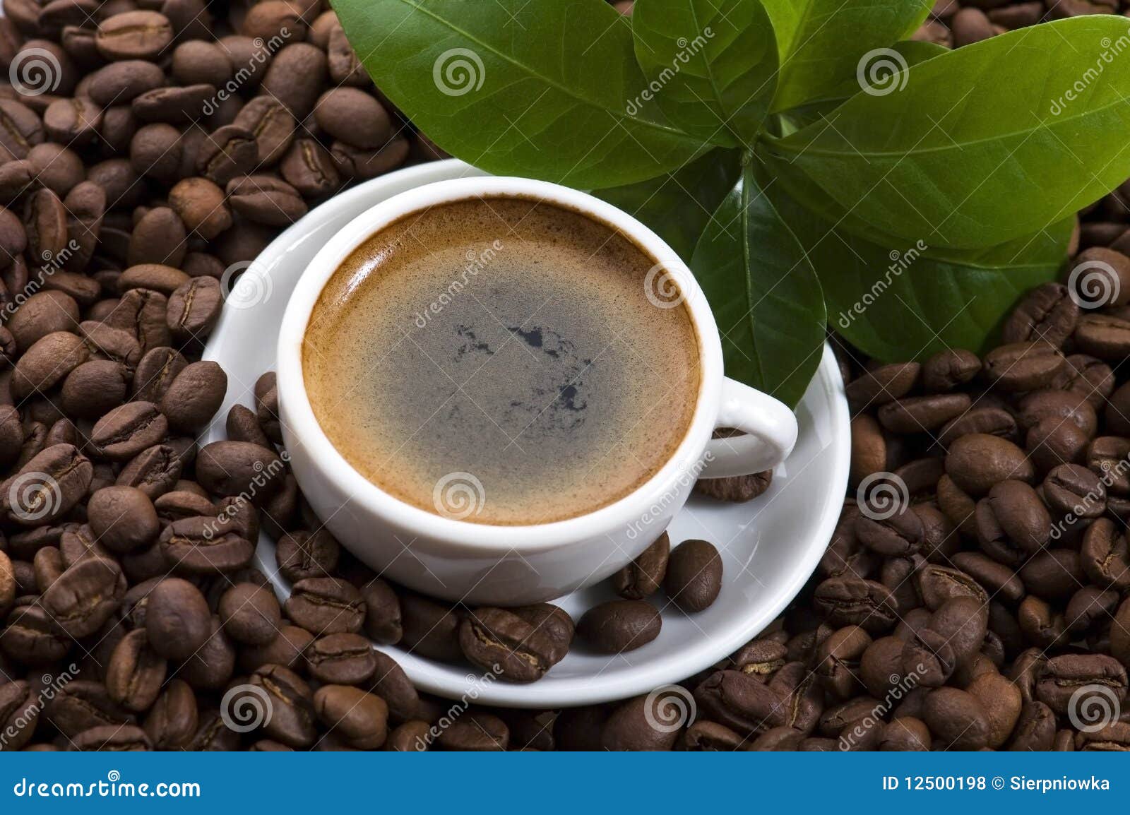 Fresh Coffee with Coffee Branch Stock Photo - Image of branch, caffeine ...