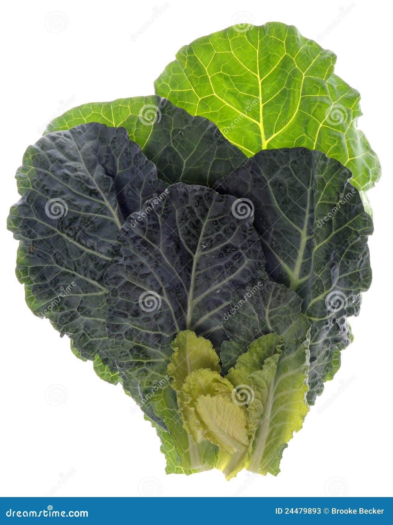 Fresh Collard Greens stock image. Image of southern, green - 24479893