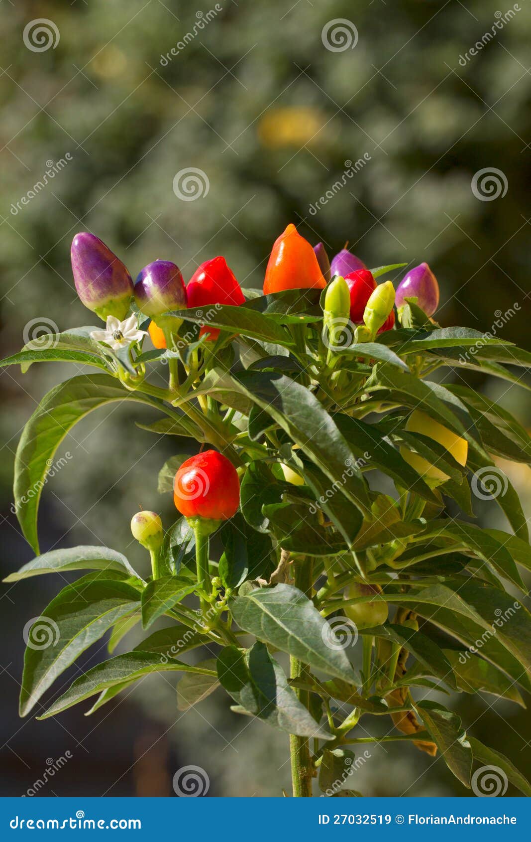 Fresh colorful chillies stock image. Image of chilli - 27032519