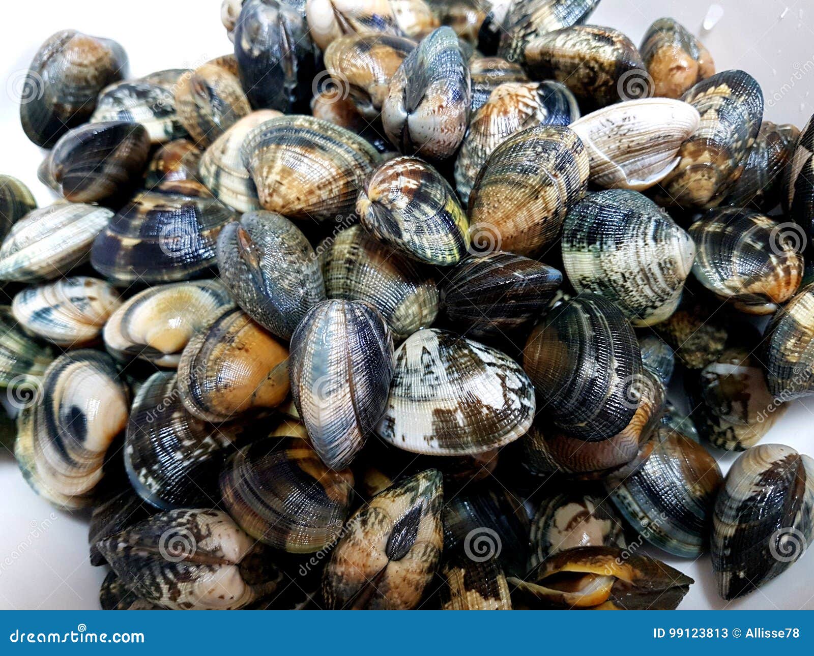 Clams close up stock image. Image of necked, white, meal - 99123813