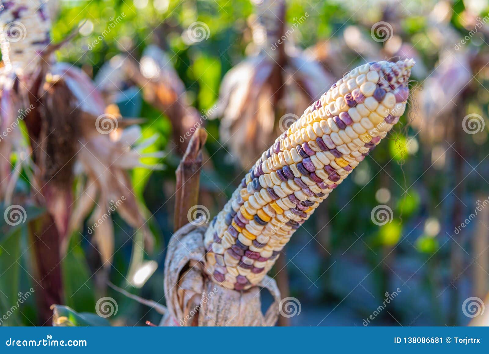 Fresh Colorful Indian Corn in Organic Corn Field Stock Image - Image of ...