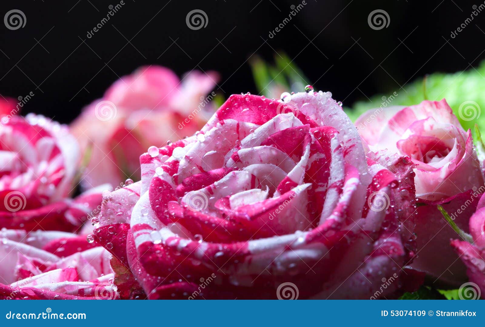 Fresh Colorful Roses with Water Drops Stock Image - Image of ...