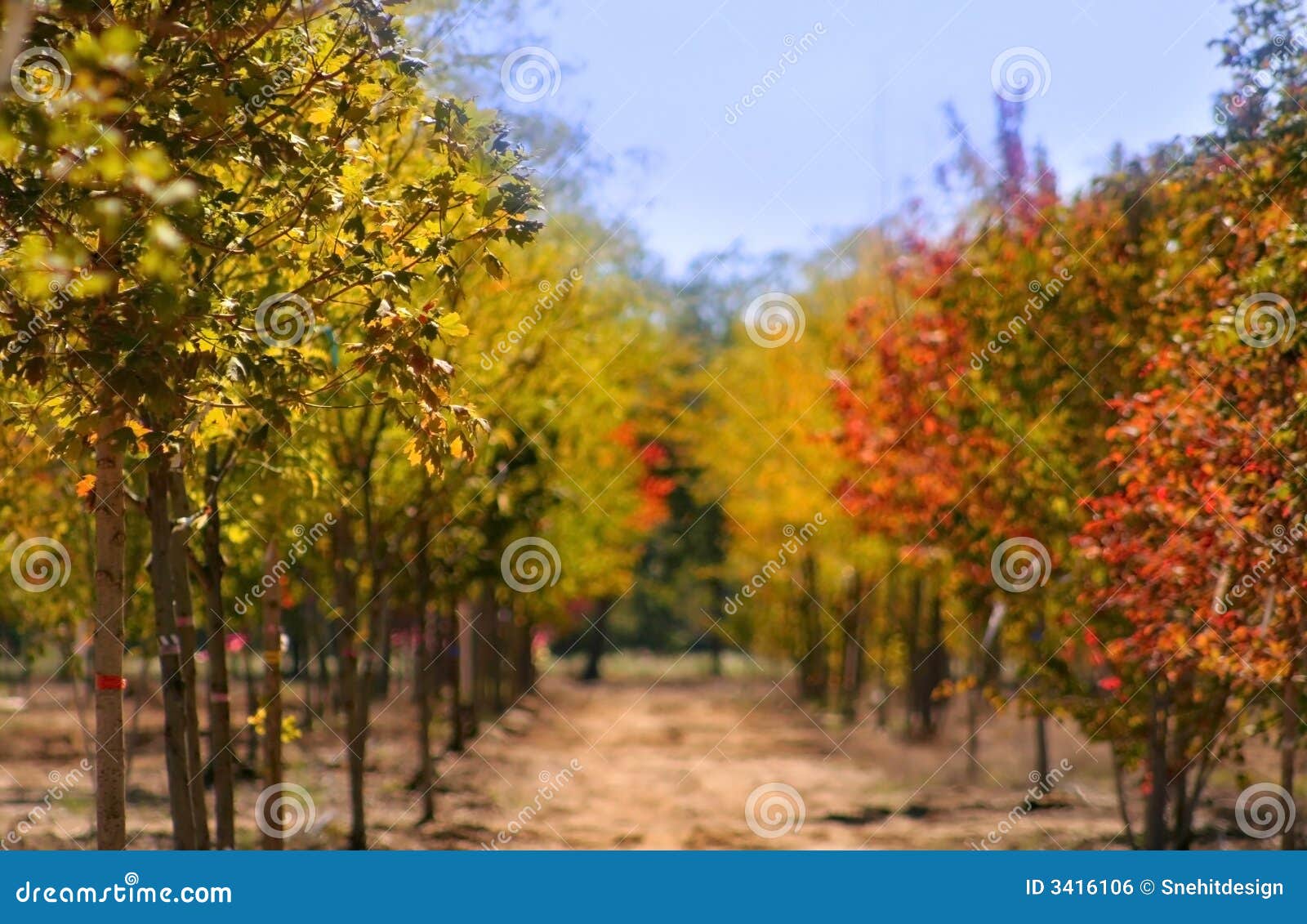 Fresh Colorful Trees stock photo. Image of trees, family - 3416106