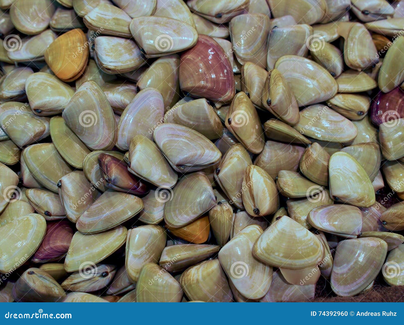 Fresh Colourful Live Pipis in Stunning Visual Display. Stock Photo ...