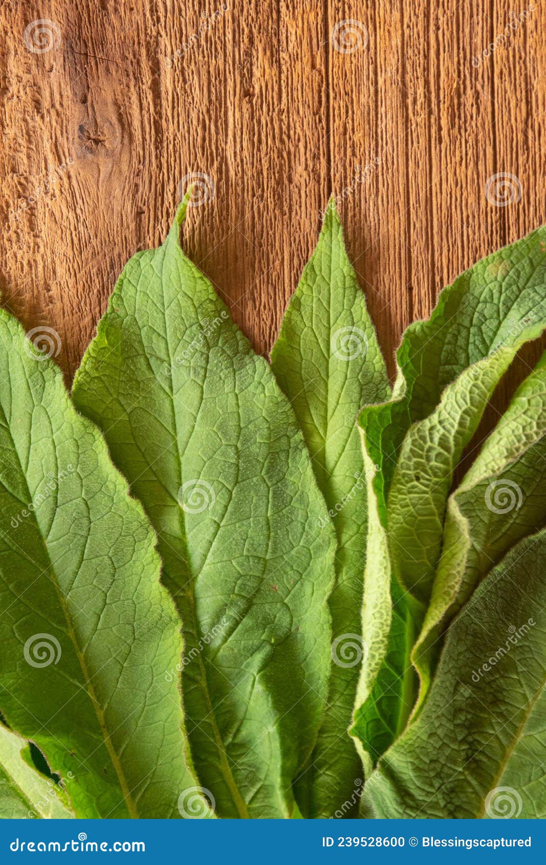 Fresh Comfrey Leaves on Wood Stock Photo - Image of flora, dock: 239528600
