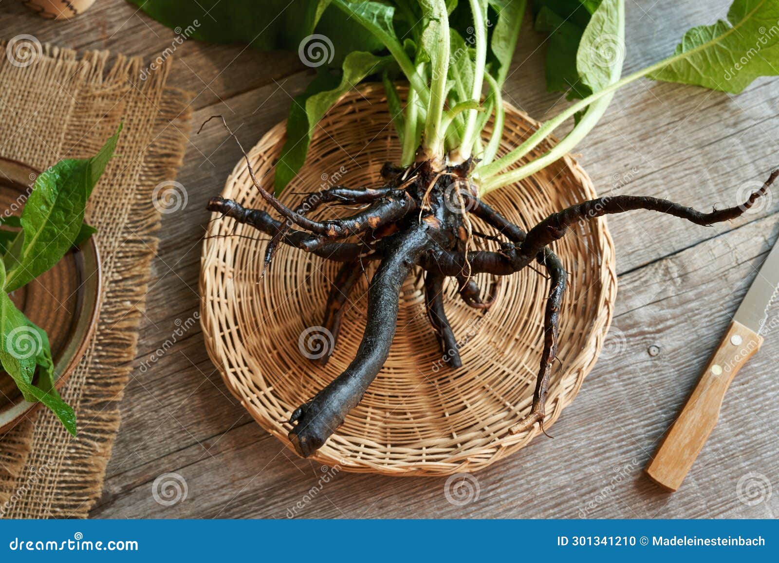 Fresh Comfrey Plant and Root on a Table Stock Photo - Image of leaf ...