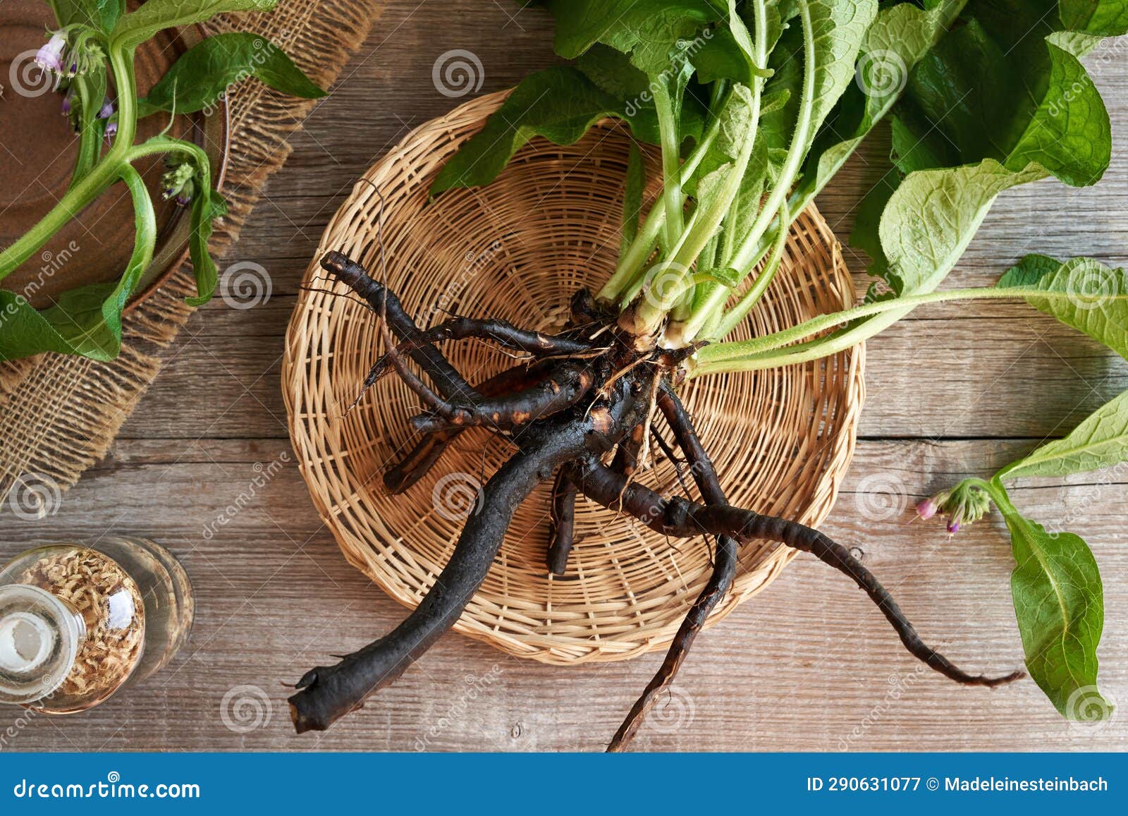 Fresh Comfrey or Symphytum Root on a Table Stock Image - Image of ...