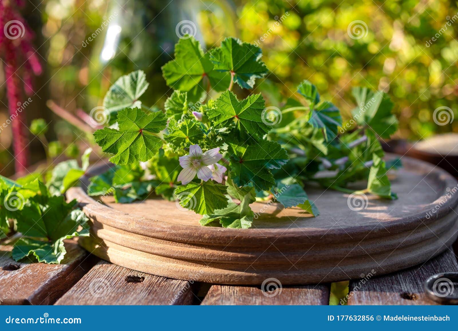 Fresh Common Mallow or Malva Neglecta Plant, Outdoors Stock Photo ...