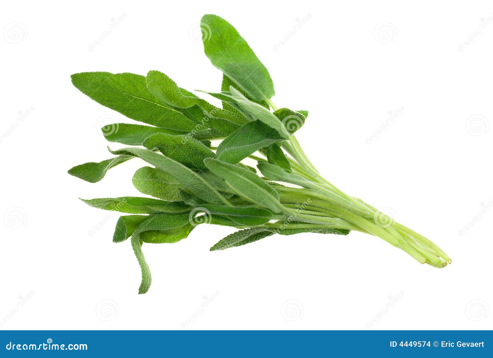 Fresh common sage herb stock photo. Image of nature, close - 4449574