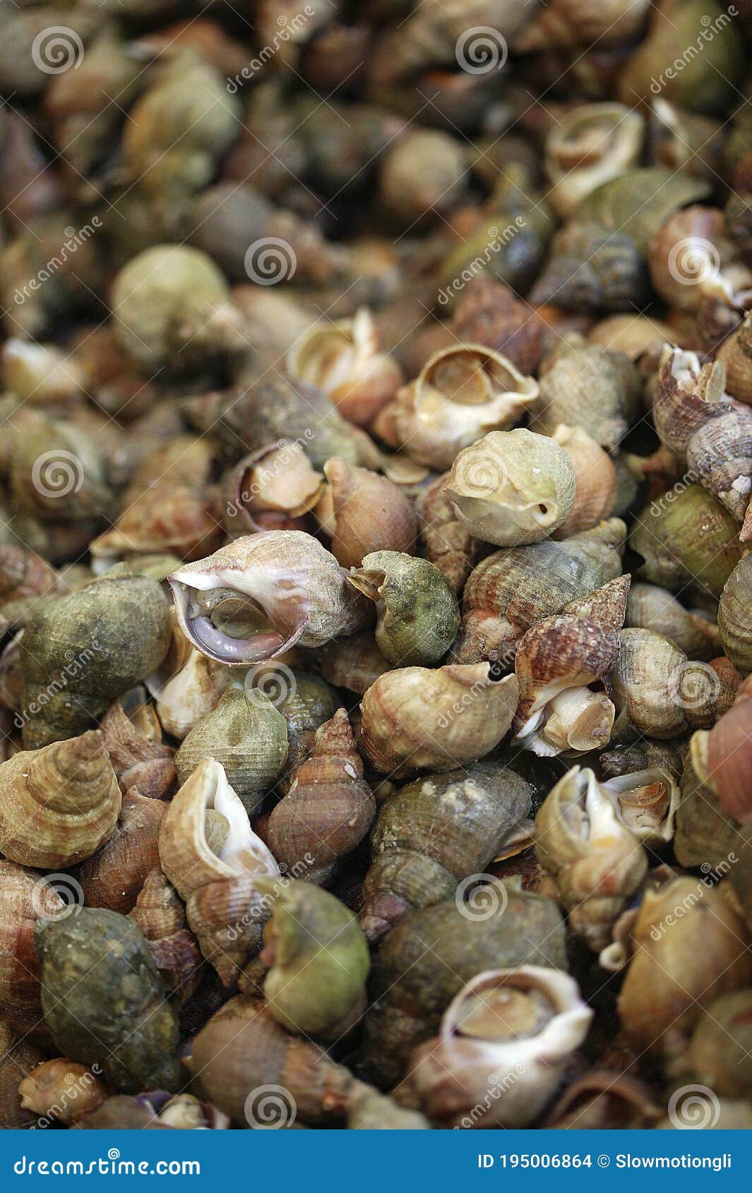 Buccinum Undatum, Theï¿½common Whelk, Sea Snails With A Garlic And ...