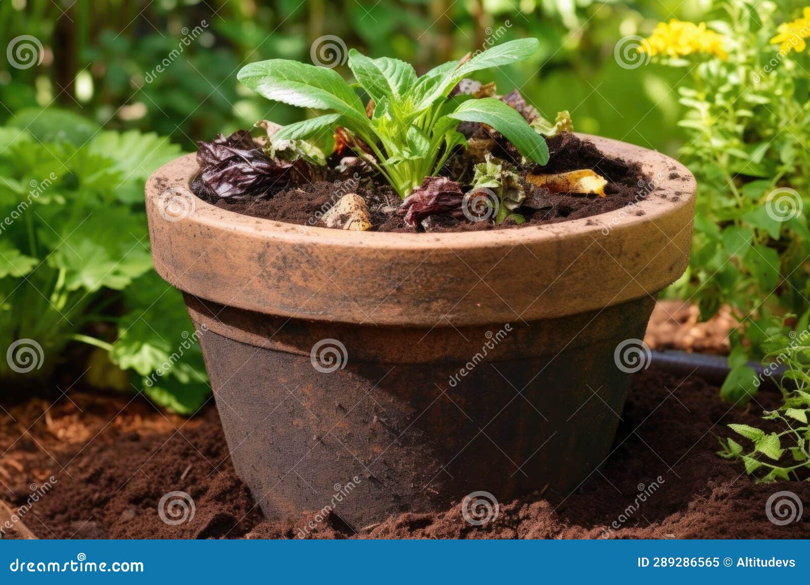 Fresh Compost Mixed with Soil in a Planter Stock Image - Image of ...