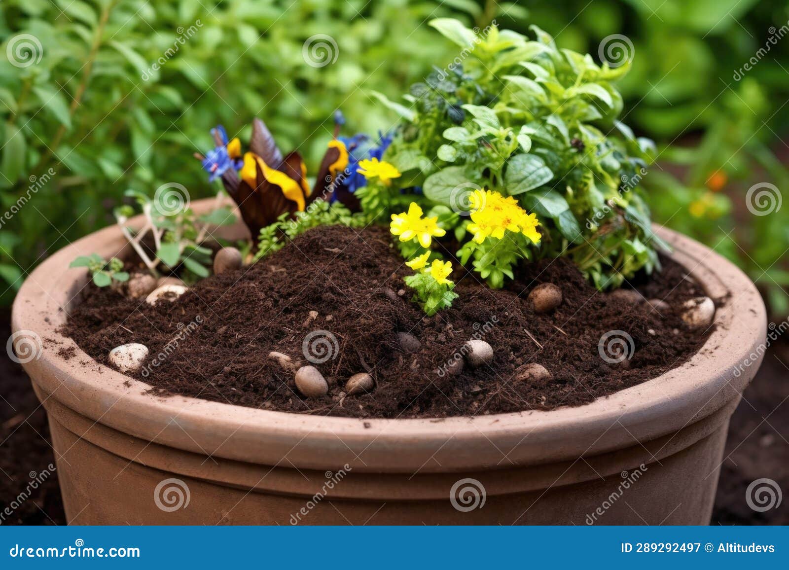 Fresh Compost Mixed with Soil in a Planter Stock Illustration ...