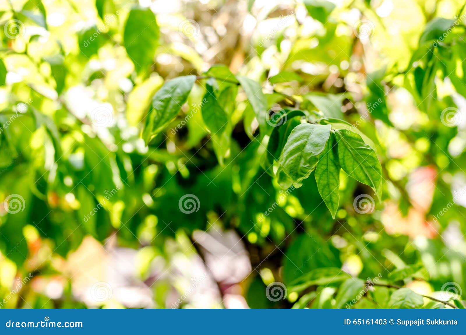 Fresh Condition and Green Leaves on Green Background Stock Image ...