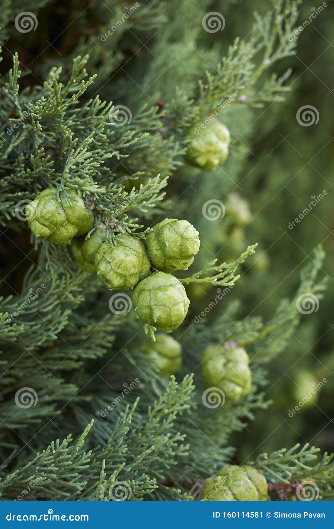 Cupressus Sempervirens Tree Close Up Stock Image - Image of conifer ...
