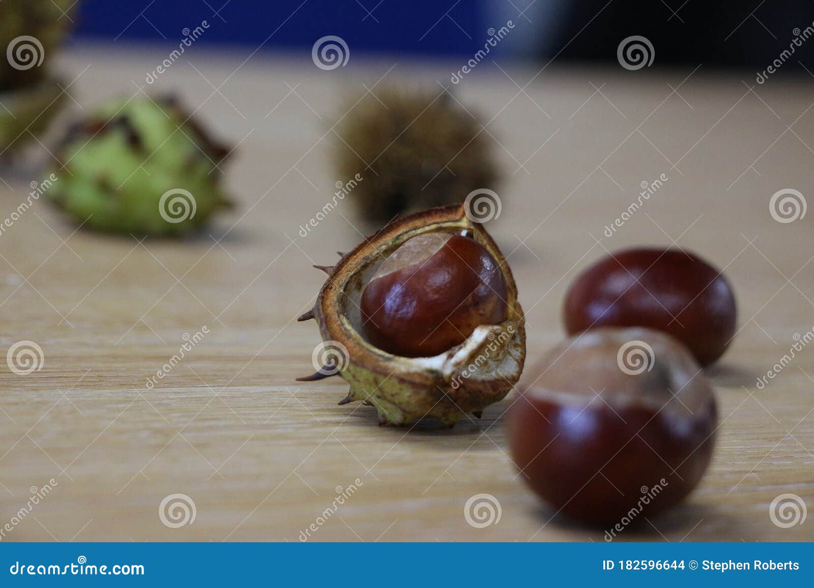 Fresh Conkers with Their Shells Stock Photo - Image of imagine, kitchen ...
