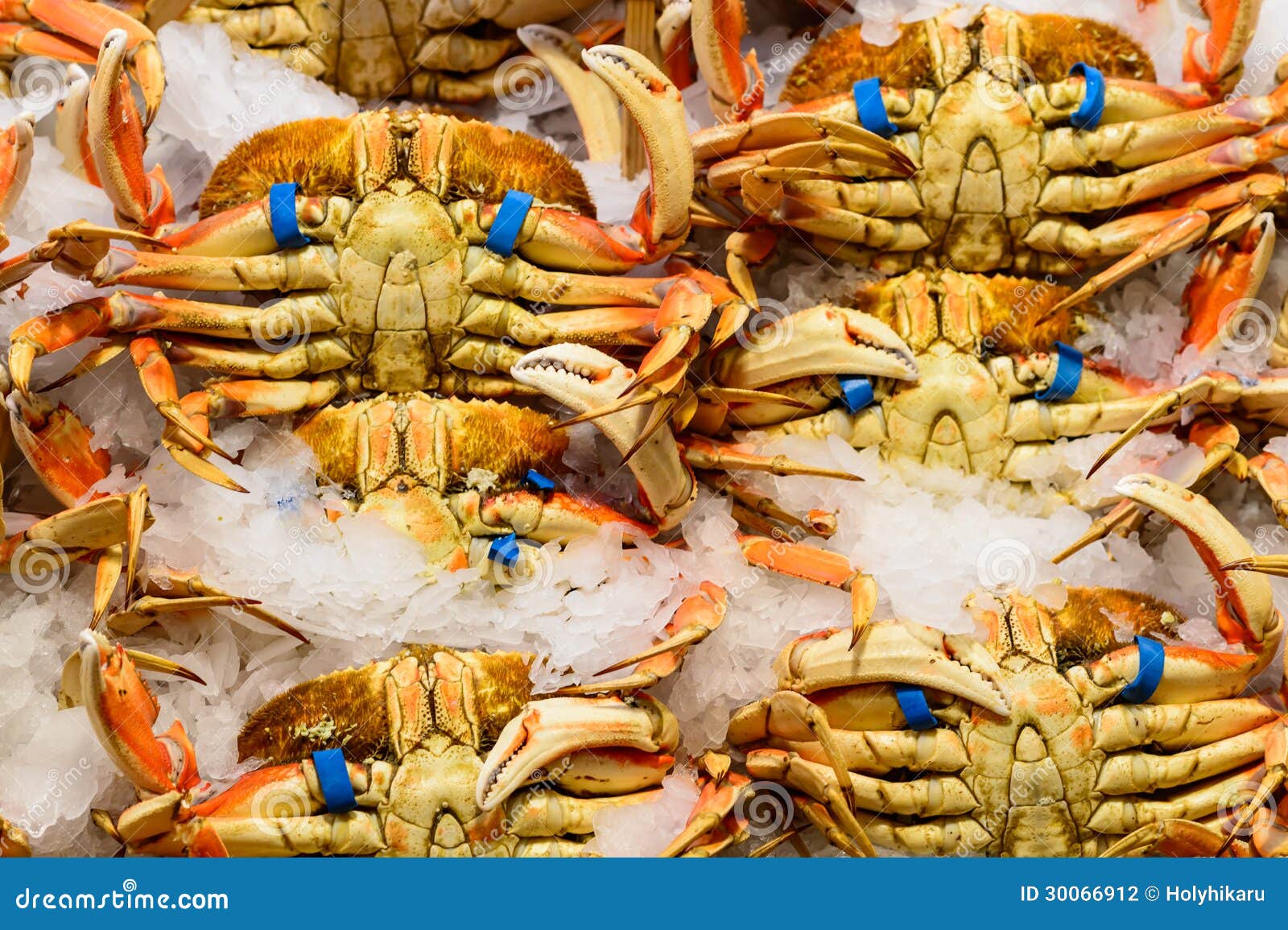 Fresh cooked crabs stock photo. Image of coastal, hand - 30066912