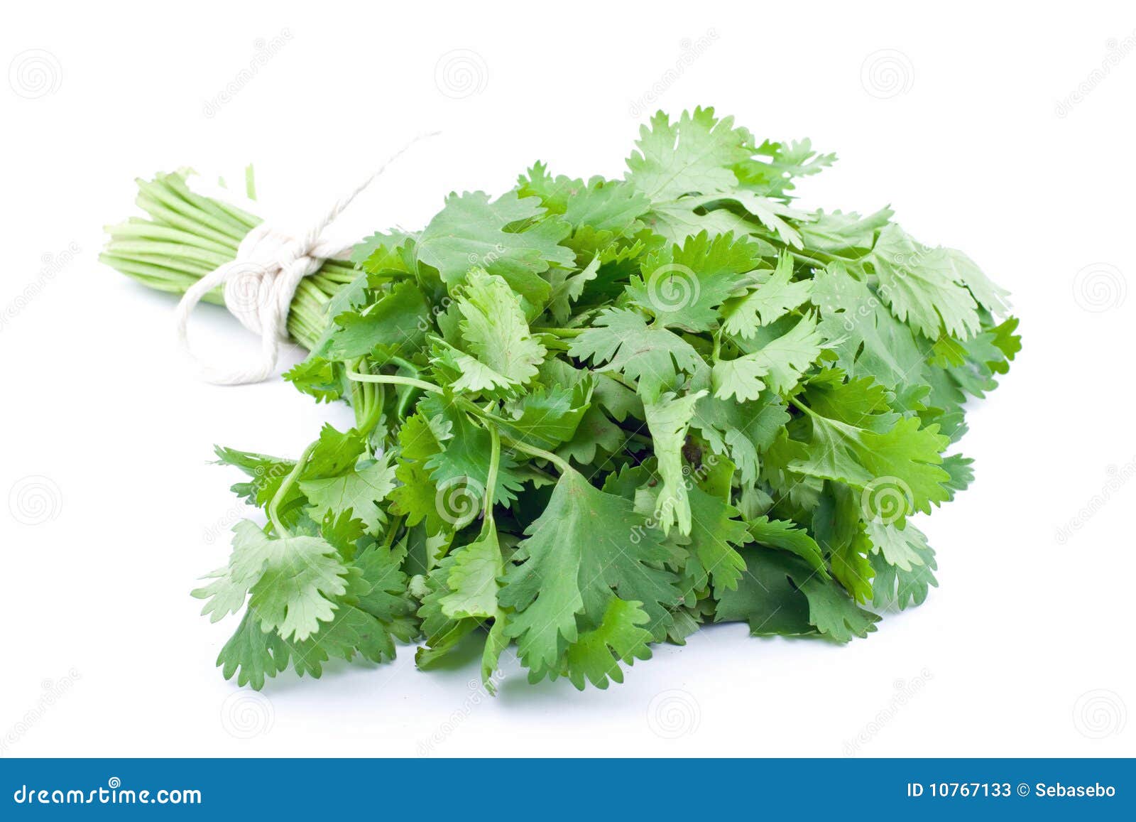 Fresh coriander stock image. Image of bunch, leaf, green - 10767133