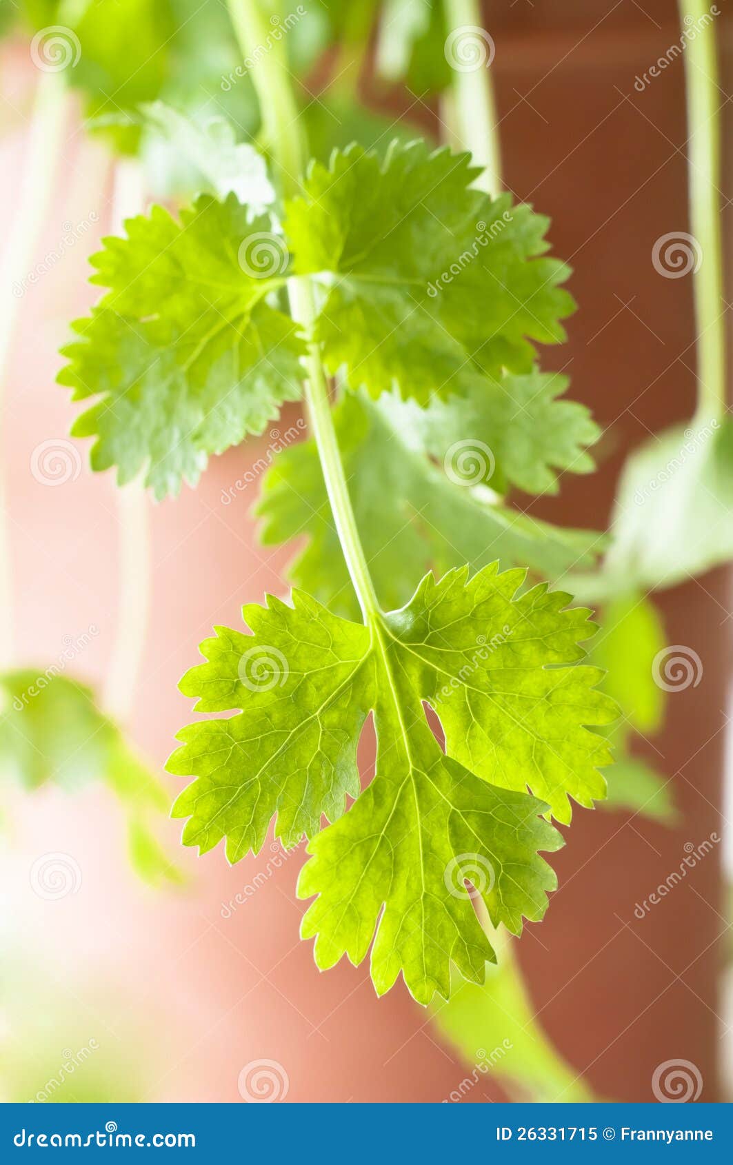 Fresh Coriander stock image. Image of terracotta, flavoring - 26331715