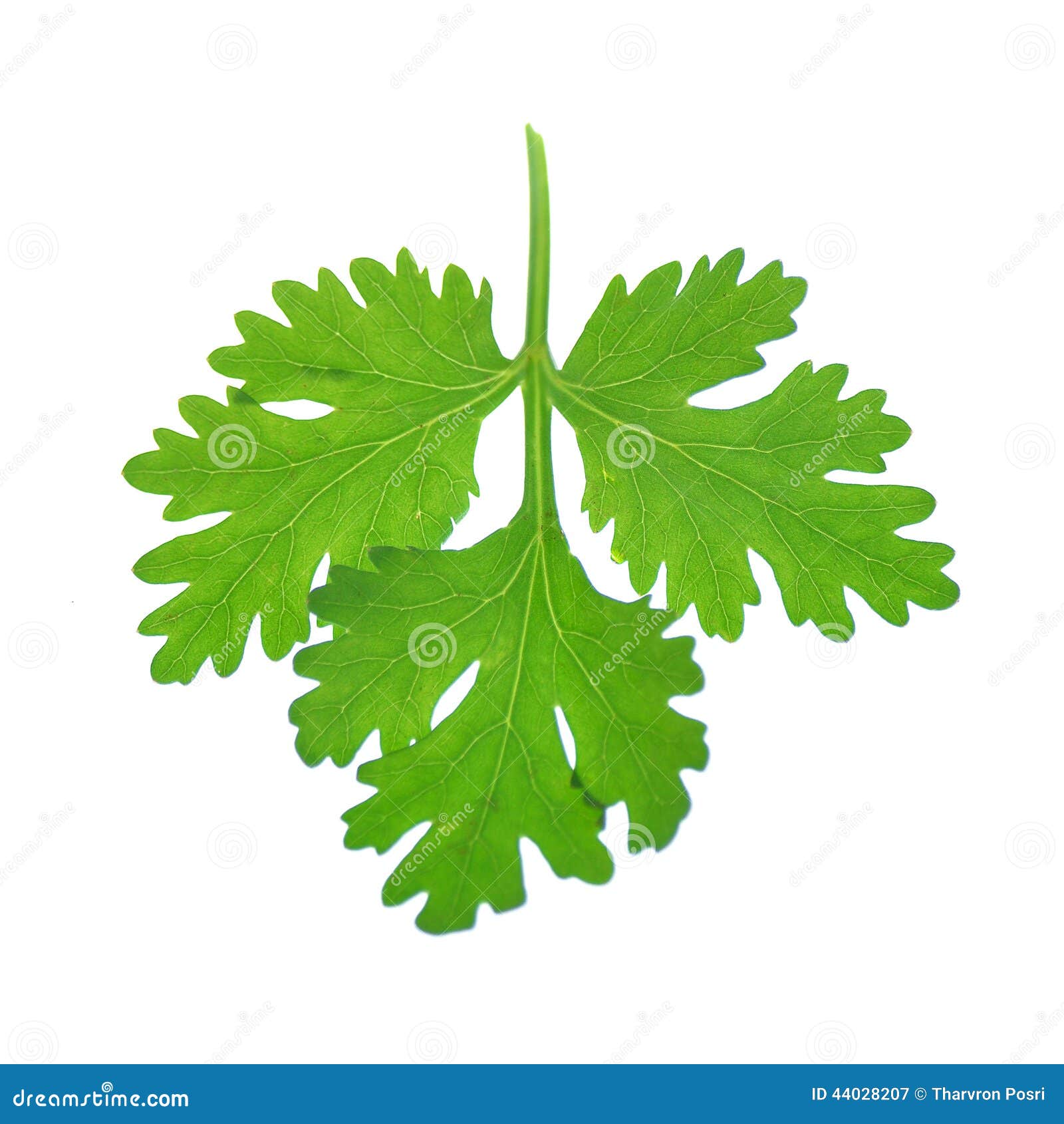Cilantro Herb Isolated On White Royalty-Free Stock Photography ...