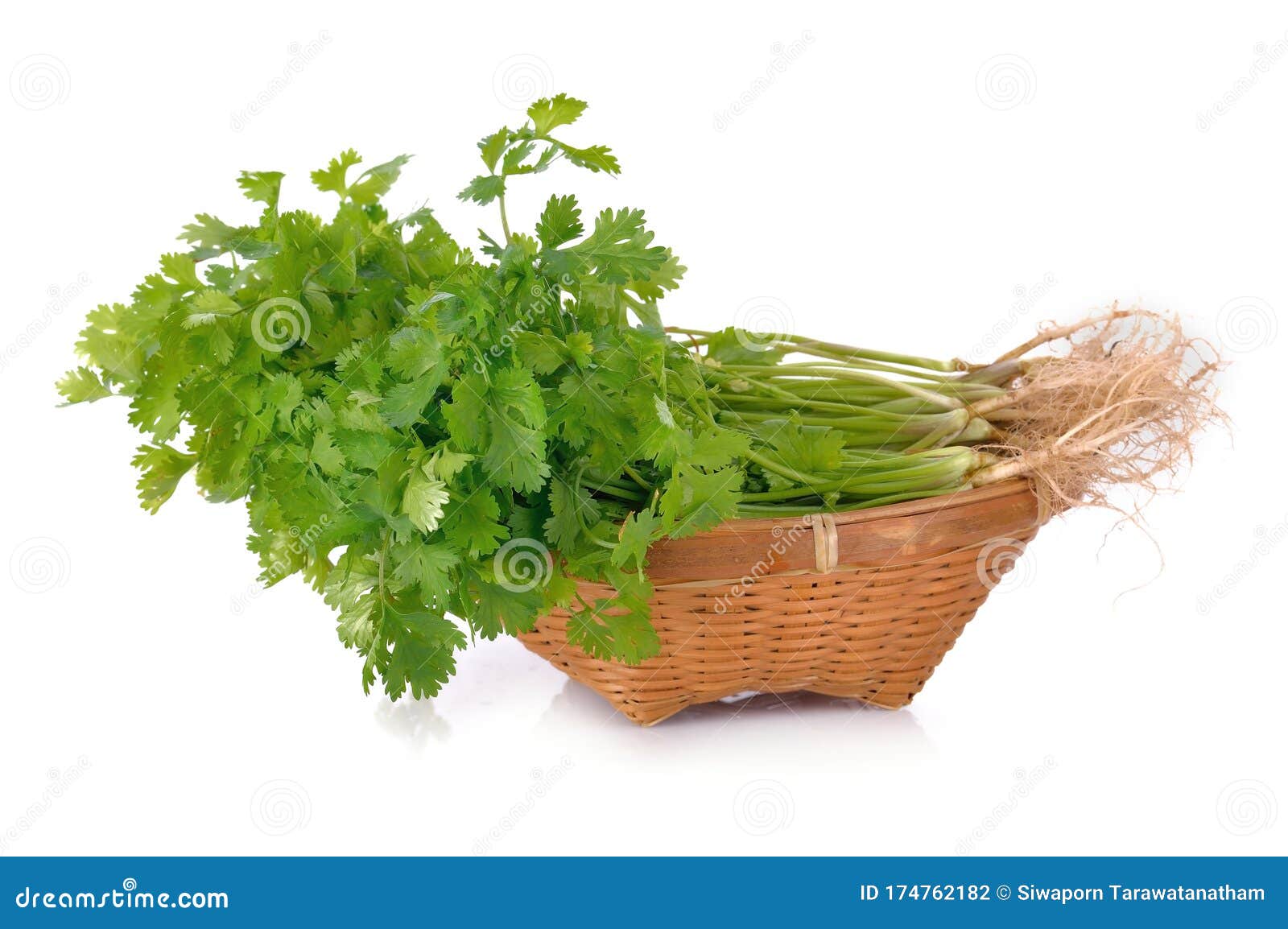 Fresh Coriander Cilantro with Roots on White Background Stock Photo ...