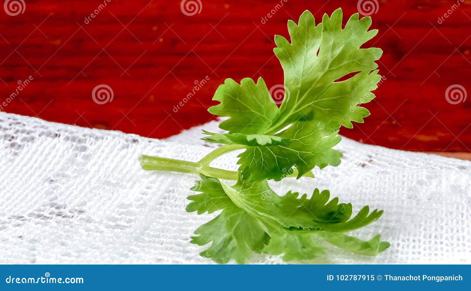 Fresh coriander stock image. Image of herb, food, fresh - 102787915