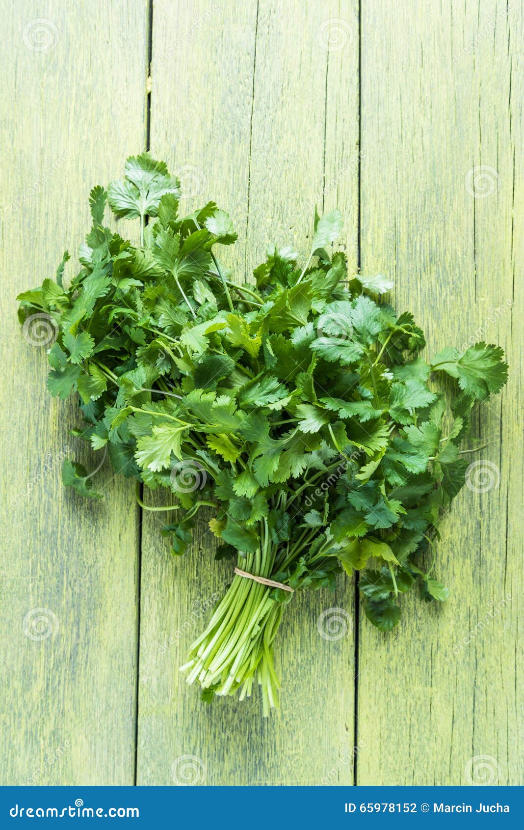 Fresh Coriander on Garden Table Stock Photo - Image of leaf, flavor ...