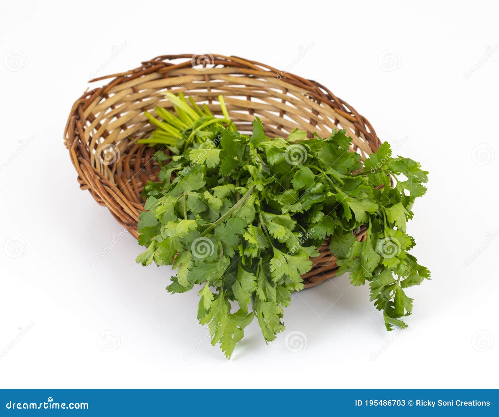 Fresh Coriander or Indian Dhaniya on White Background Stock Image ...