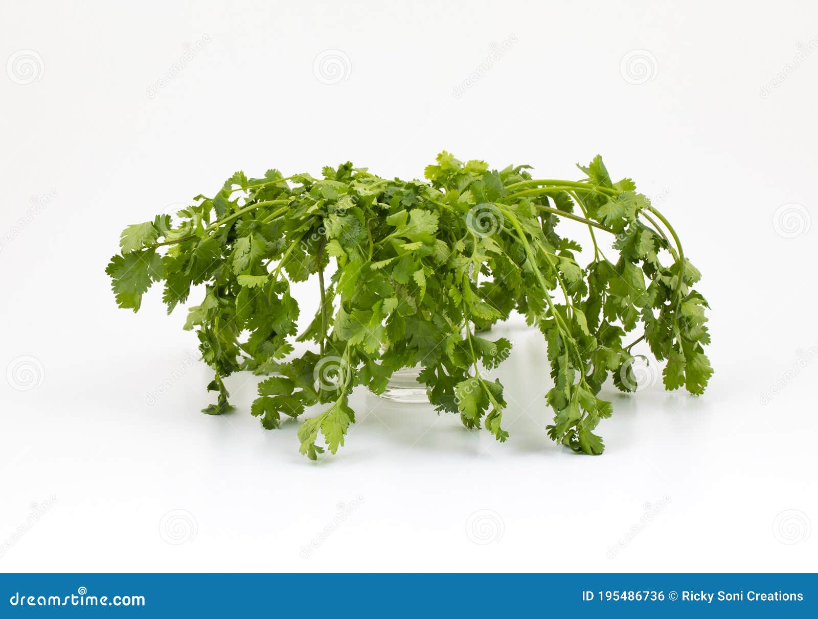 Fresh Coriander or Indian Dhaniya on White Background Stock Photo ...