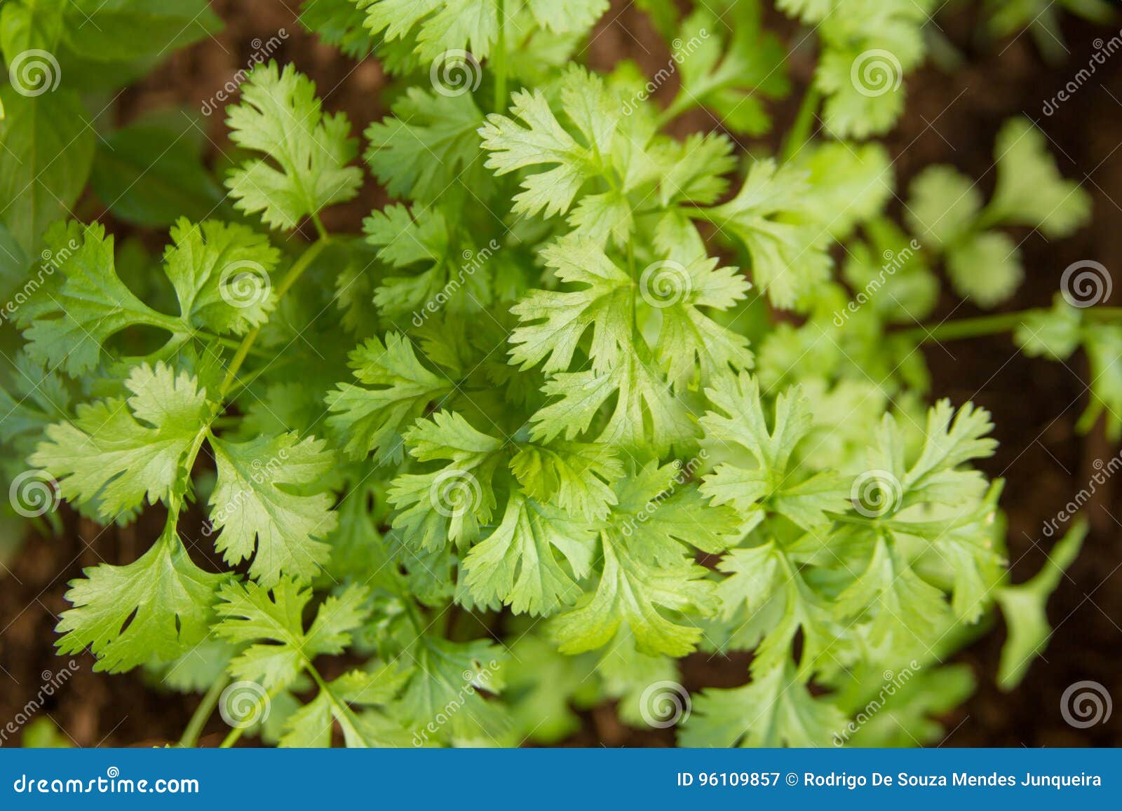 Fresh Coriander Leaf stock image. Image of abstract, nature - 96109857