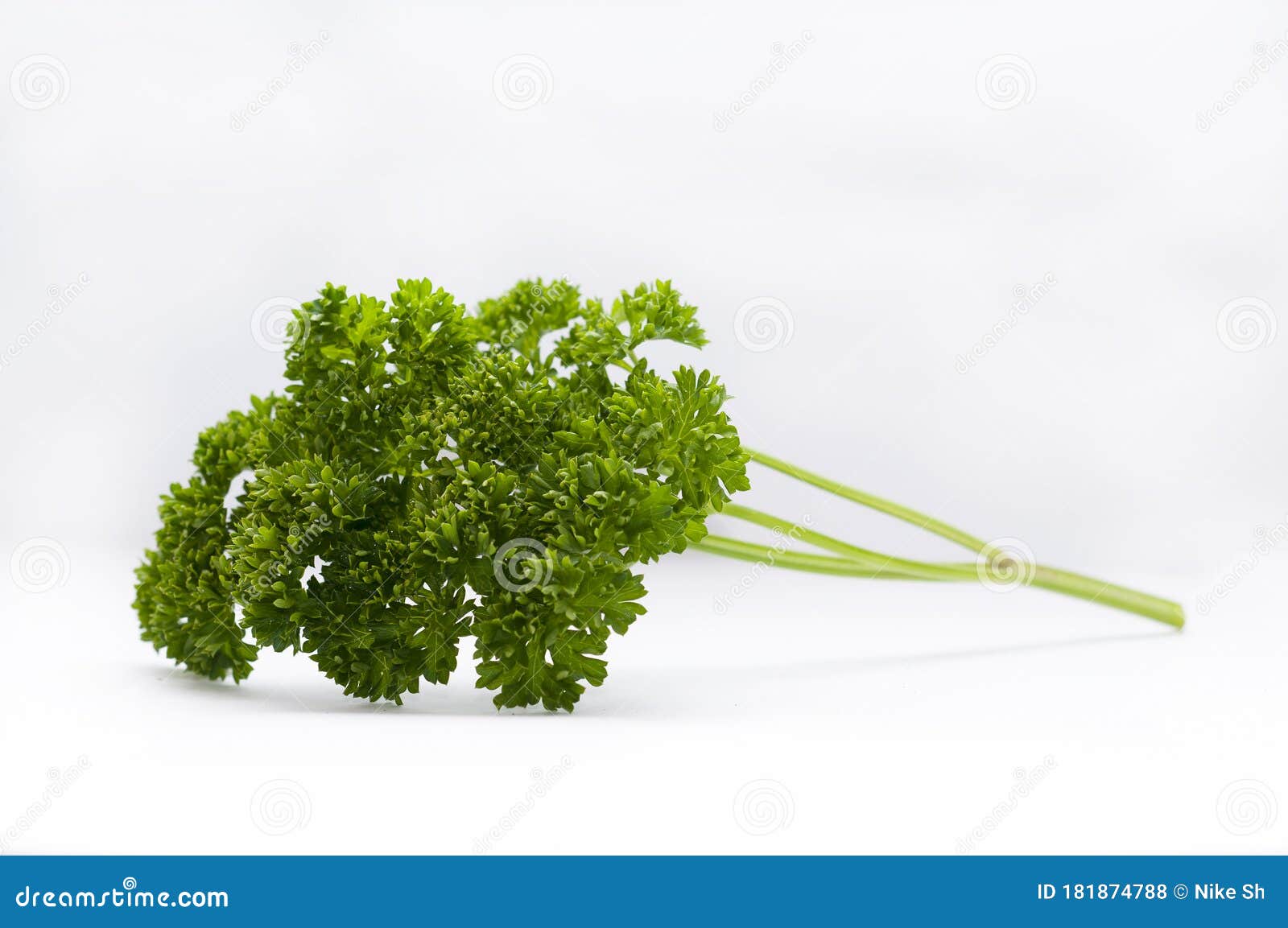 Fresh coriander stock photo. Image of ripe, rural, leaves - 181874788
