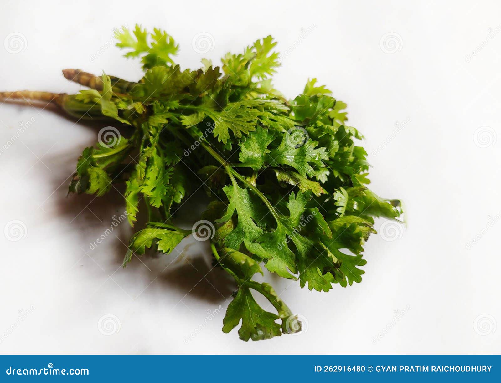 Fresh Coriander Leaves in Isolated Background. Stock Photo - Image of ...
