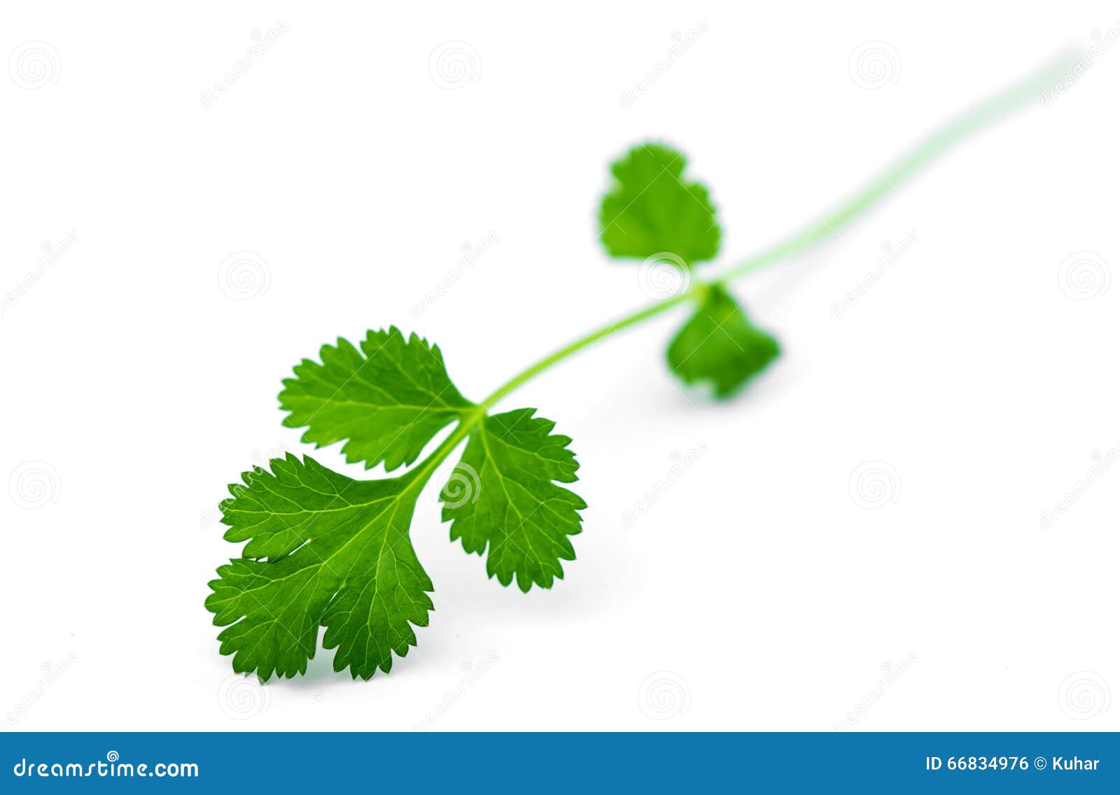 Fresh coriander leaves stock photo. Image of ingredient - 66834976