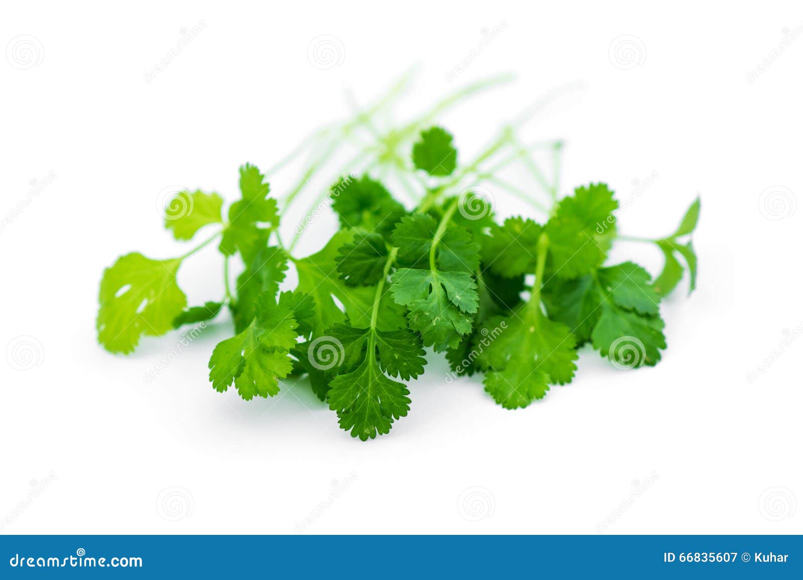 Fresh coriander leaves stock image. Image of cuisine - 66835607
