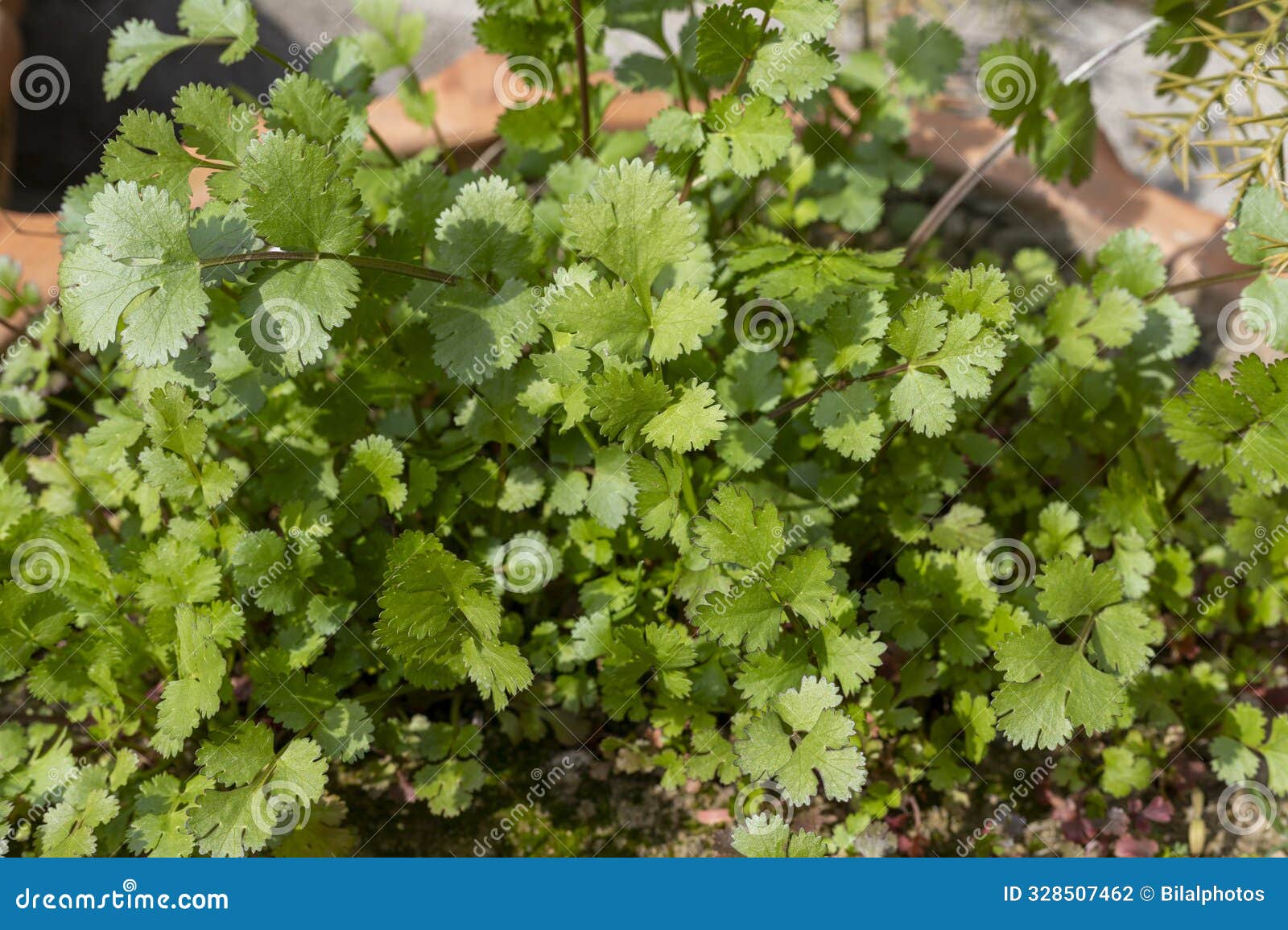 Fresh Coriander Plants Growing in Pot Stock Photo - Image of gardening, coriander: 328507462
